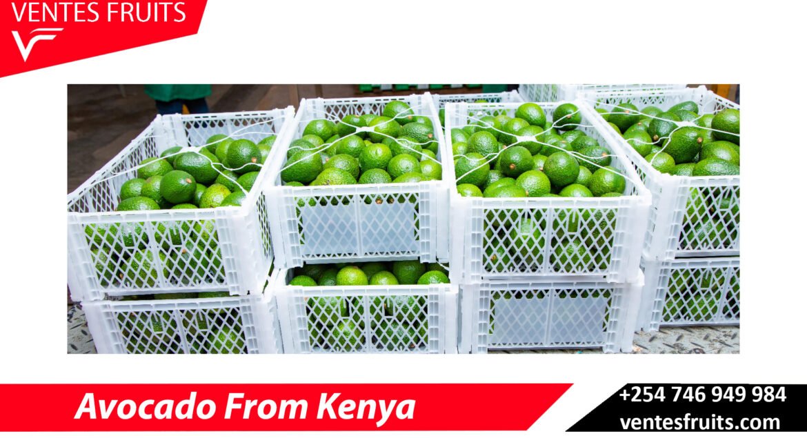 Avocado Packing crates, made from 100% recycled plastic - Ventes Fruits